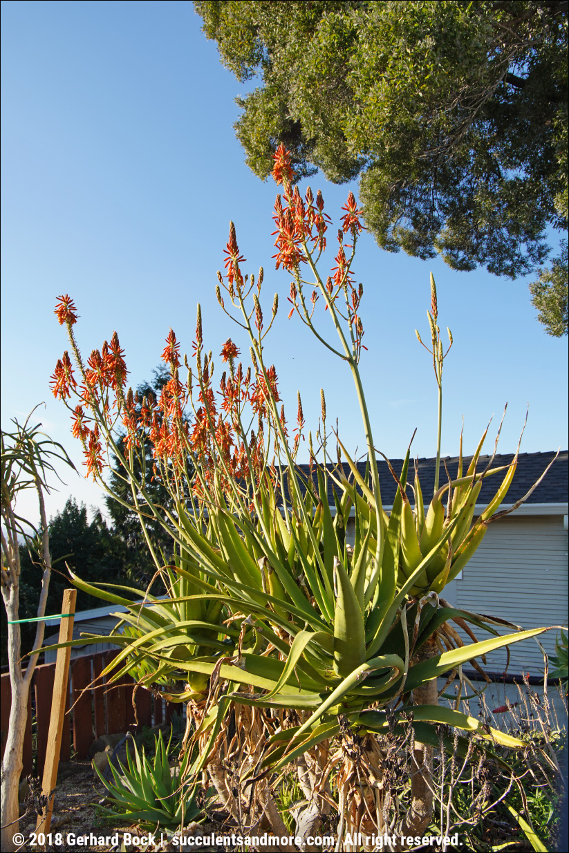 John Miller's Oakland aloe garden (Institute for Aloe Studies)