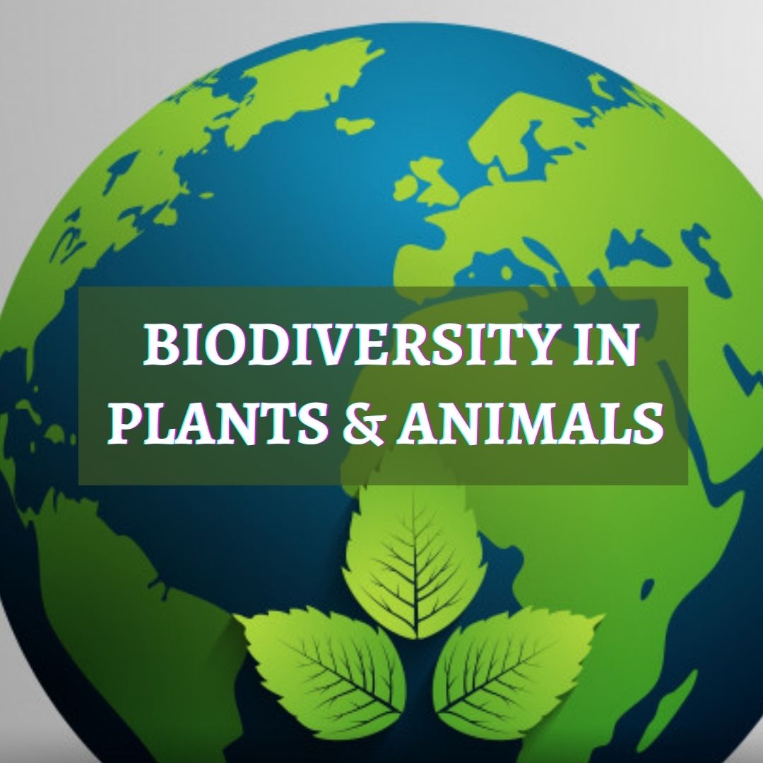 Biodiversity in Plants and Animals