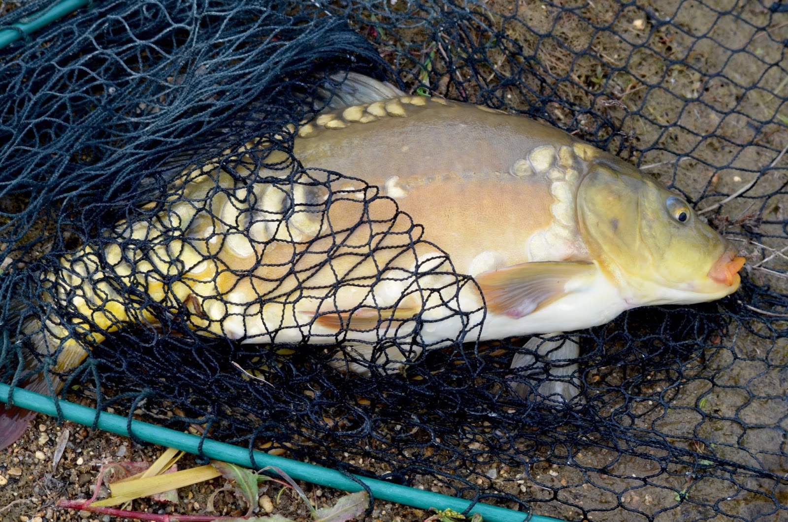 The Paxton Ranger: Fish at Paxton Pits
