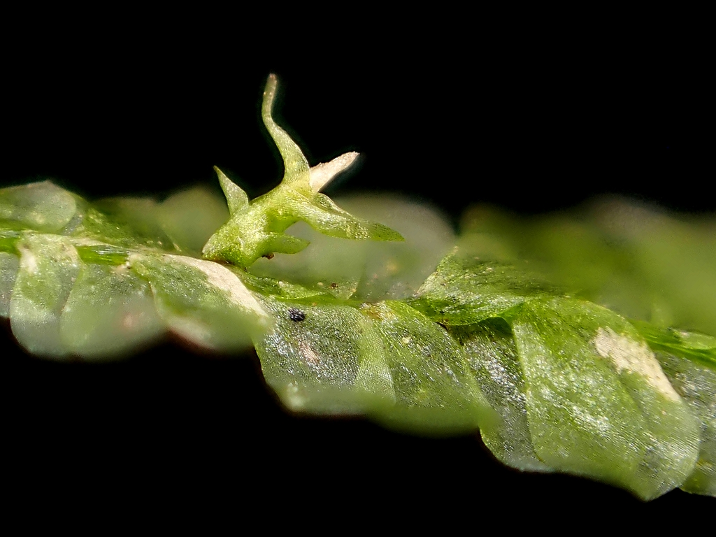 そよ風のなかで Part2: 造卵器をつけたリボンゴケ