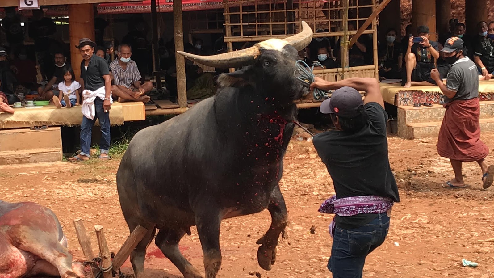 Ma'tinggoro Tedong Adat Toraja dalam Prosesi Rambu Solo
