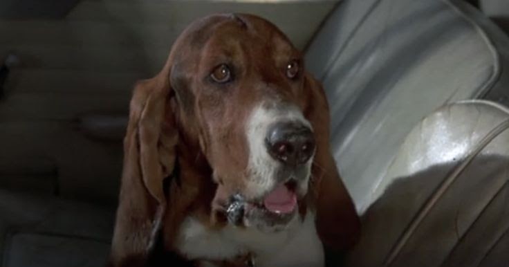 View from the Birdhouse: Dear Abby - Famous TV Dogs: Dog the Basset ...