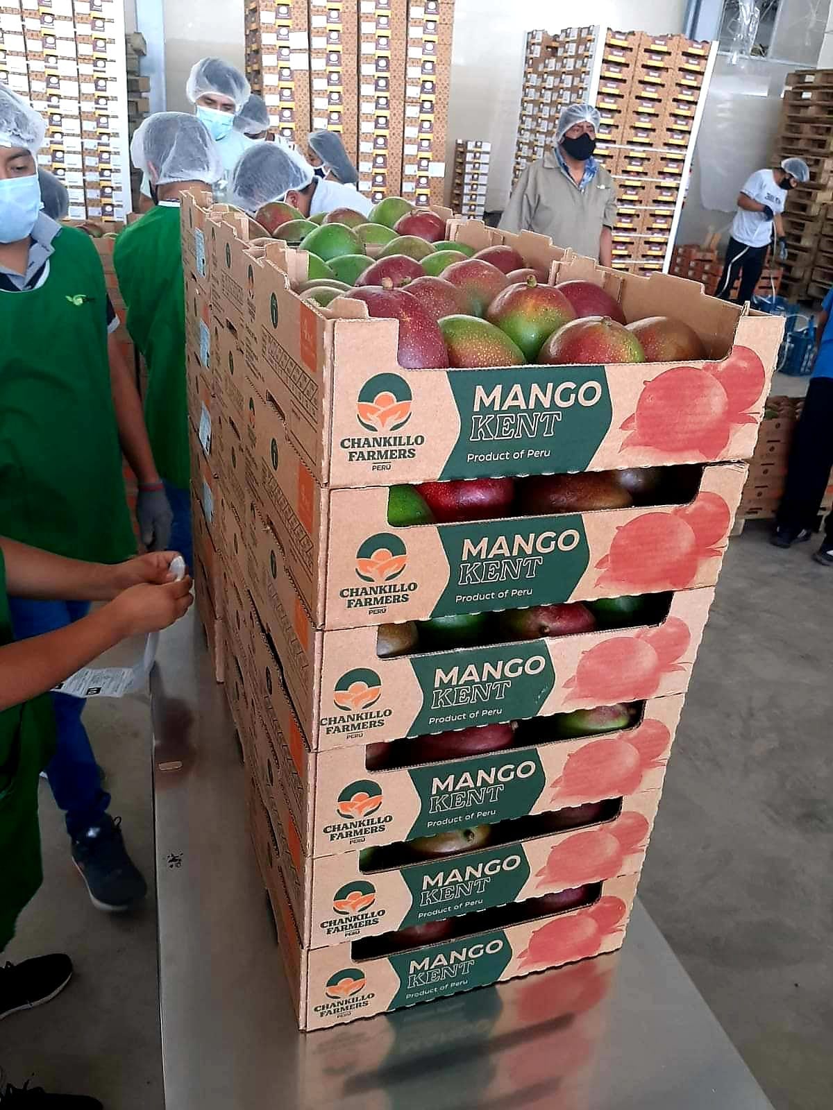 Exportación de Mango Vía Marítima | Chankillo Farmers Perú