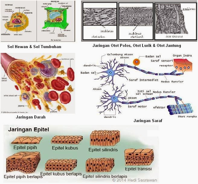 Jaringan Sel - Homecare24