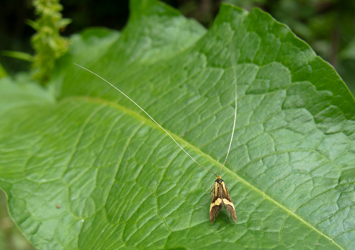 Weedon's World of Nature: Garden longhorn moth