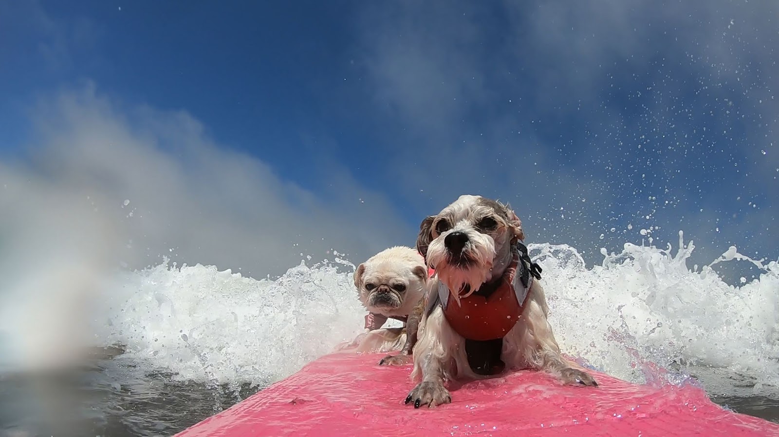 @LittleBearProd Blog: Surf Gidget the Pug Surfs for Charity and Makes a ...