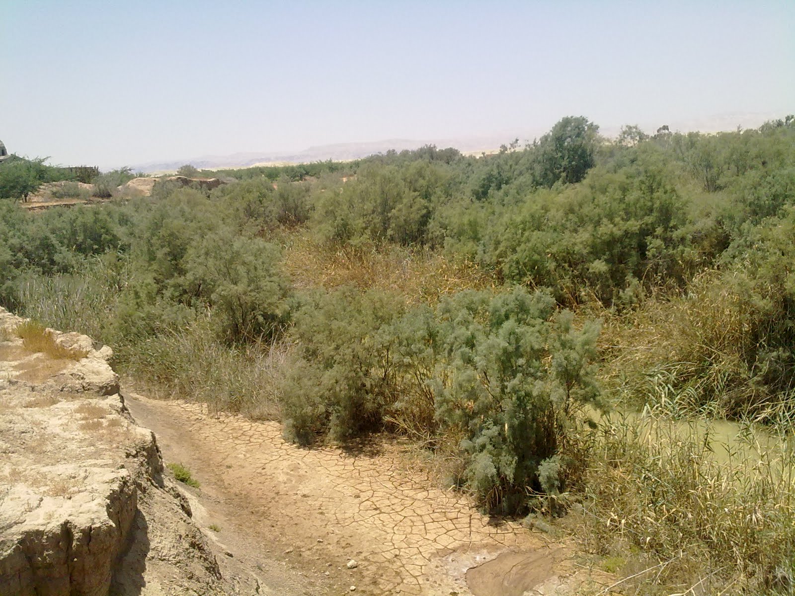 Ol' Big Jim's Place: Flora of Jordan