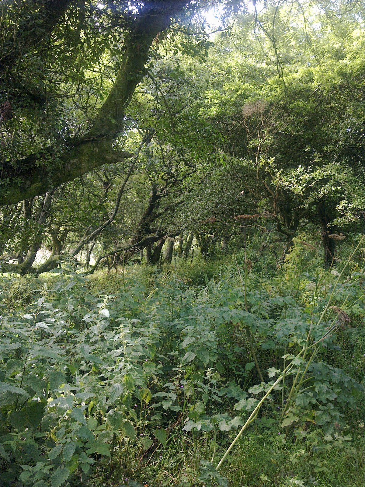 Away With The Faerys': Madron Well and Baptistry, Cornwall