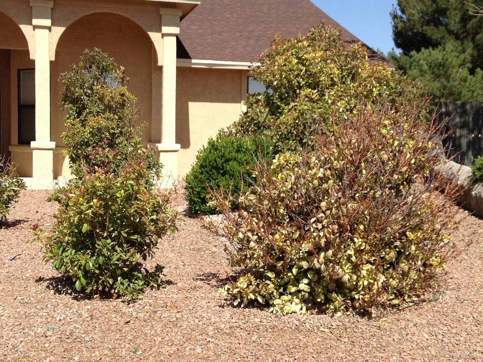 NMSU Plant Clinic: Iron Chlorosis Takes its Toll on Landscape Plants