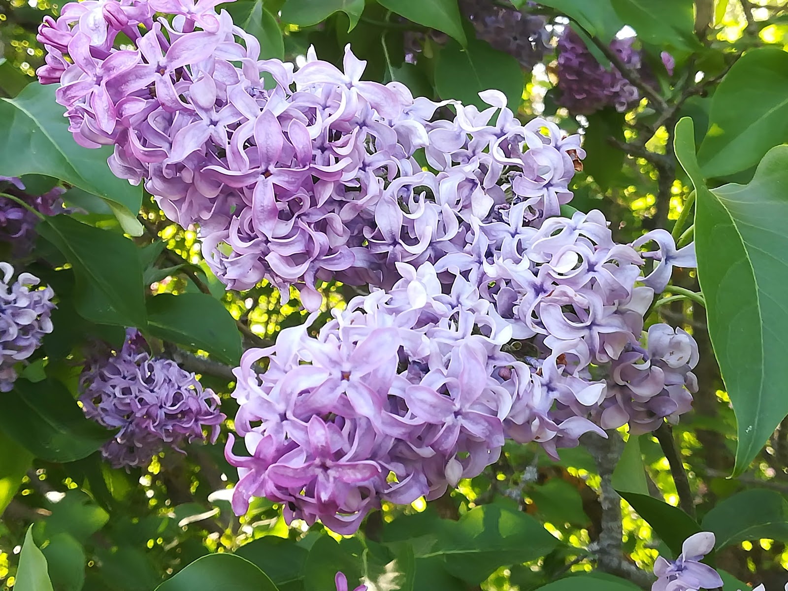 Rohtaias.: Sirel Syringa