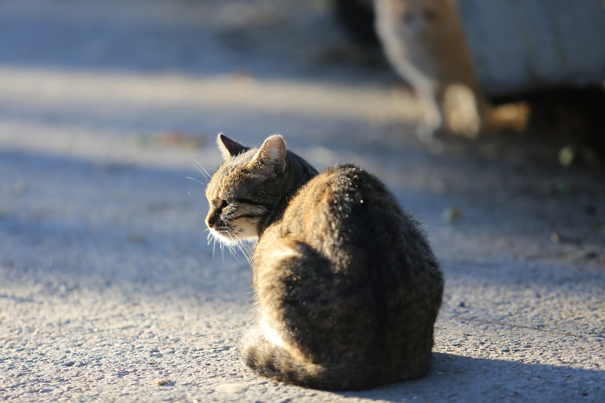 İstanbul'un Kedileri / Les chats d'Istanbul