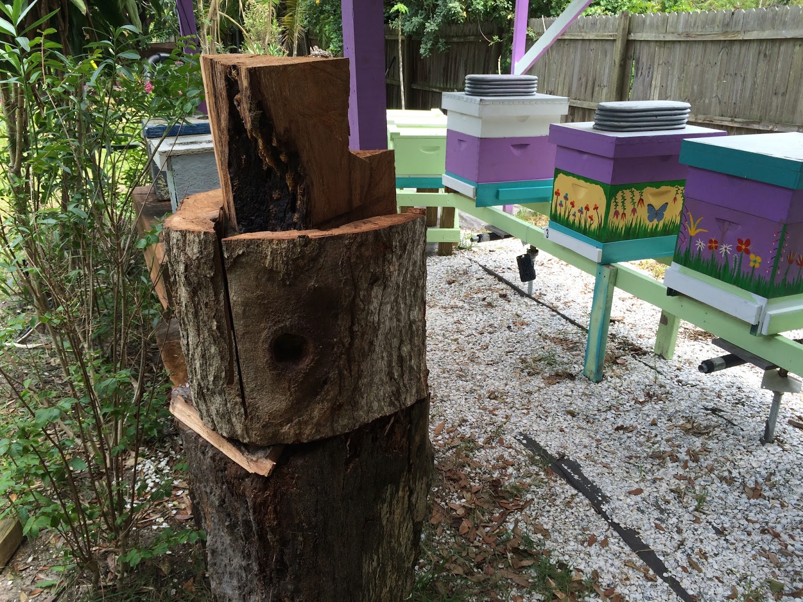 Florida Bee Farm: Bee Jail and a new Tree "nuc"