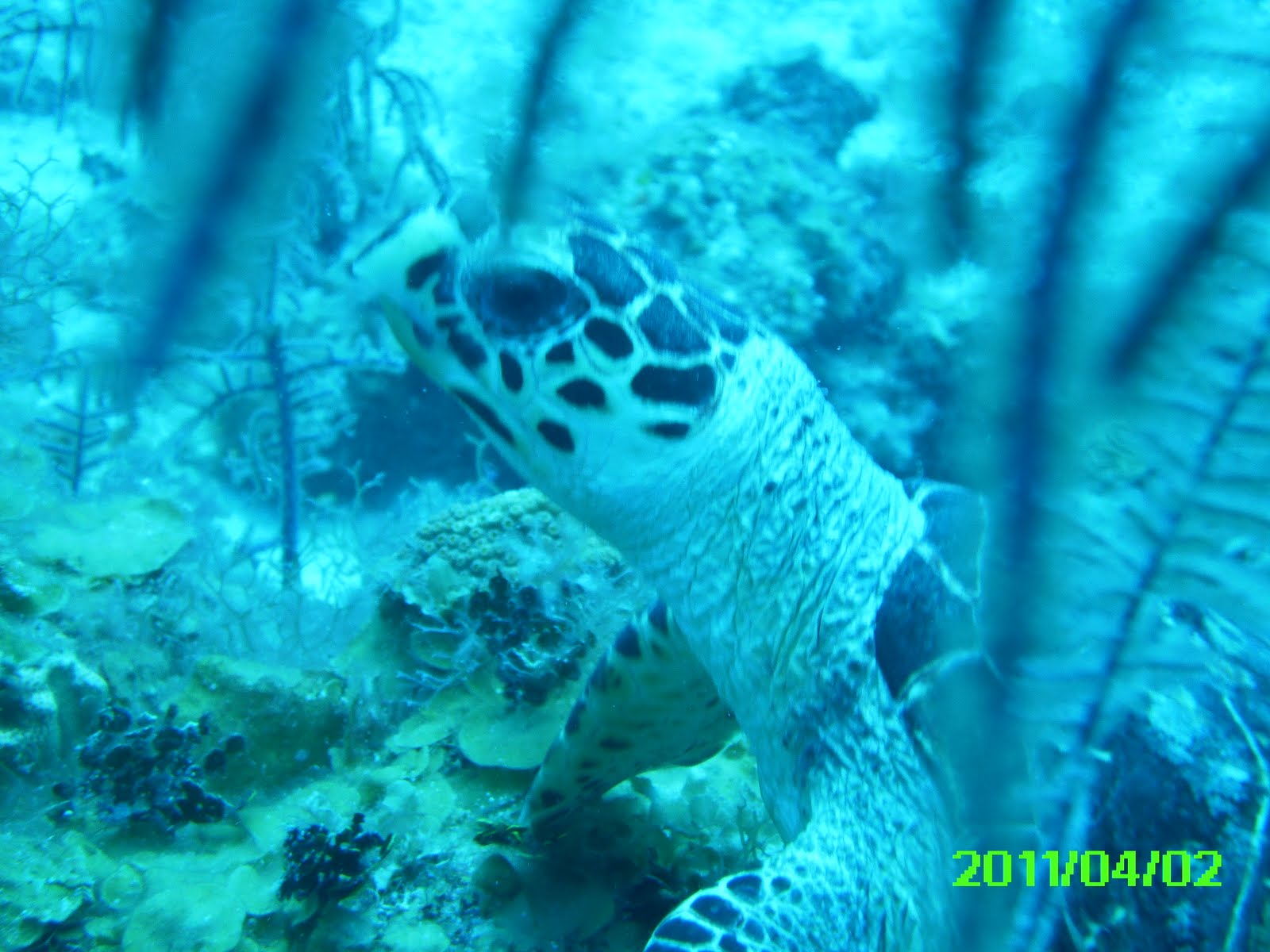 ESCUBA EN PROVIDENCIA ISLA, LA TERCERA BARRERA CORALINA DEL MUNDO ...