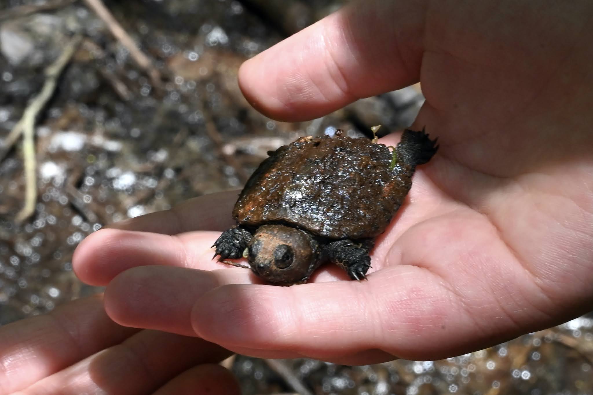Cute Baby Snapping Turtle