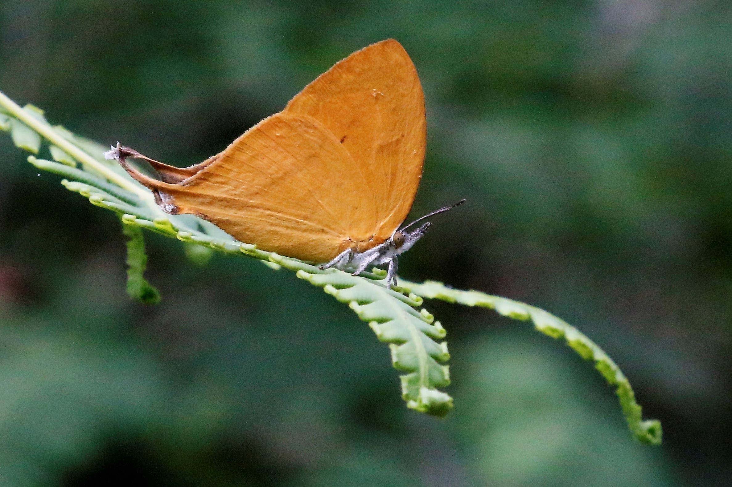 RON - BUTTERFLY GALLERY (Malaysia): Butterflies in February 2021