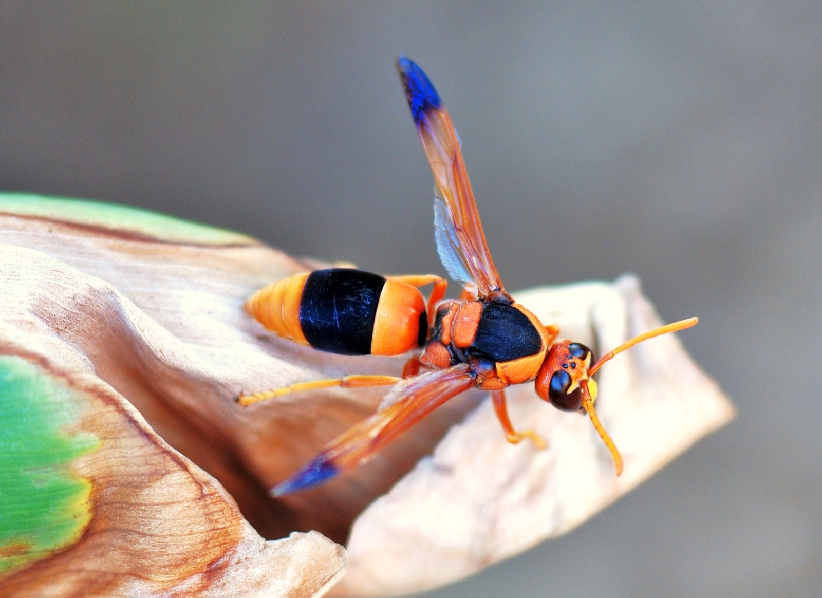 Real Monstrosities: Australian Hornet