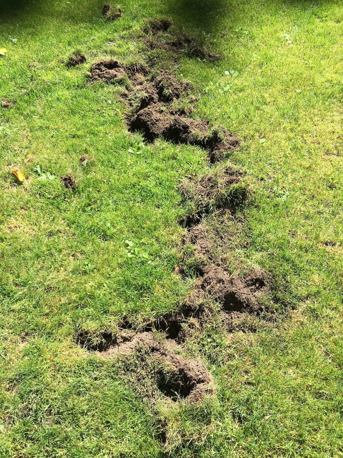 Shoreline Area News: The Curious Mystery of a Dead Mole