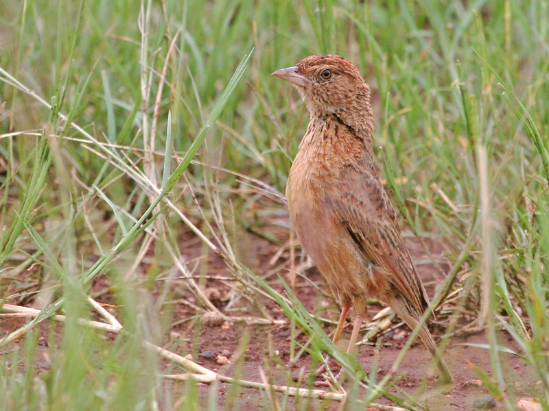 The Lazy Birder: Week 6 - Amsterdam Rd Raslouw