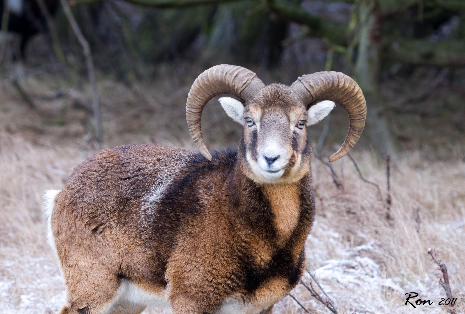 Gedeelde foto momenten: sneeuw, vosjes, moeflon en toch nog wilde zwanen