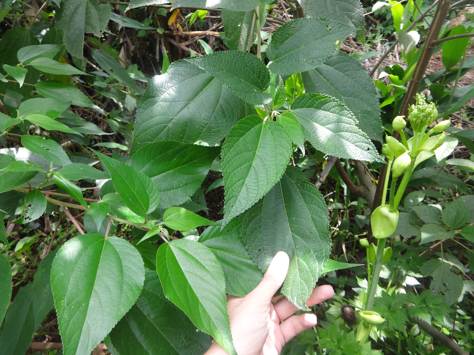 Herbs from Distant Lands: Pipturus spp. - Mamaki Tea, Handalamay, Armwe ...