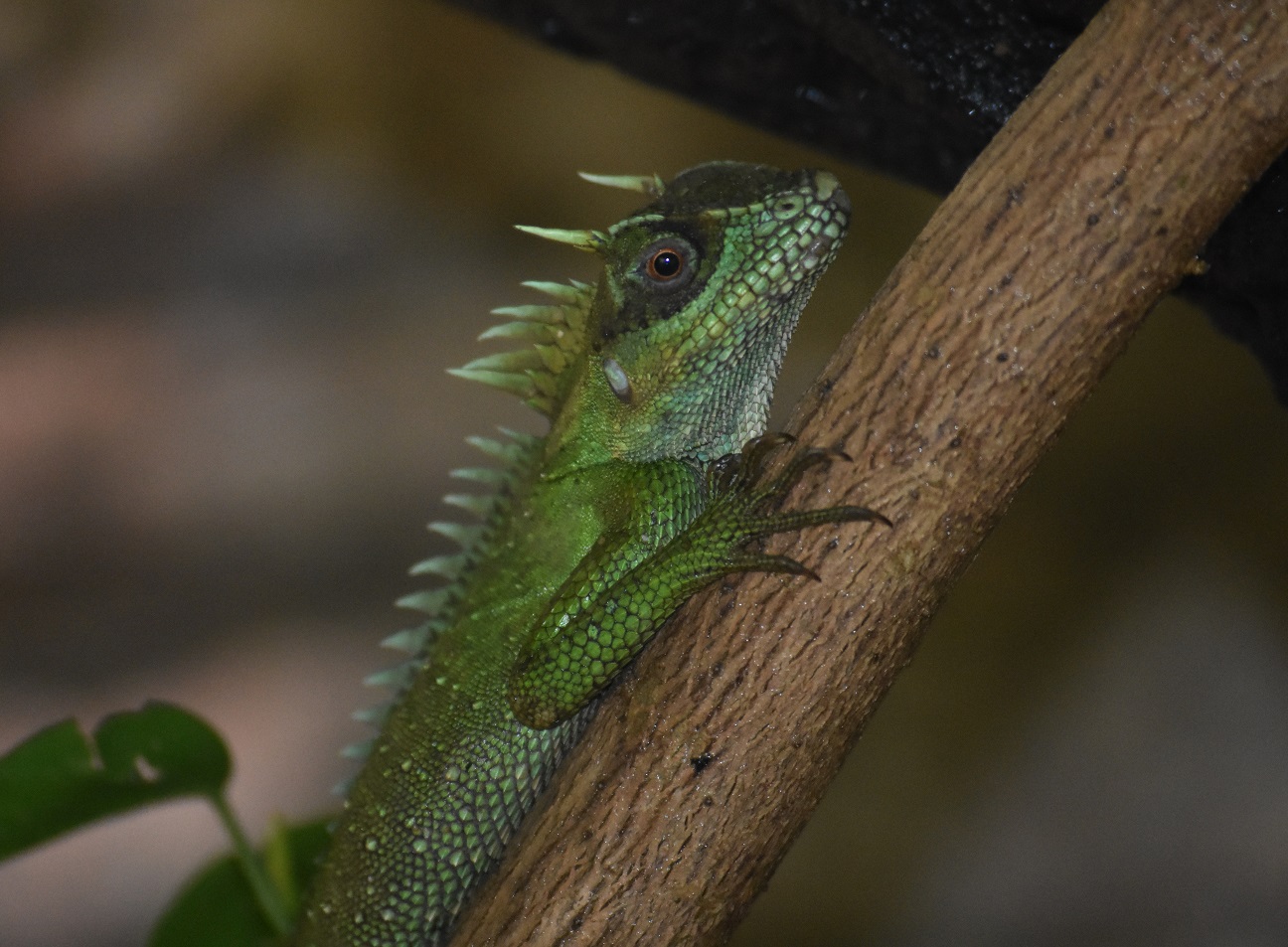 ZOOTOGRAFIANDO (6.100 ANIMALS): DRAGÓN CORNUDO DE NATALIA / NATALIA´S ...