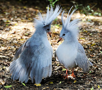 Birds of the World: Kagu