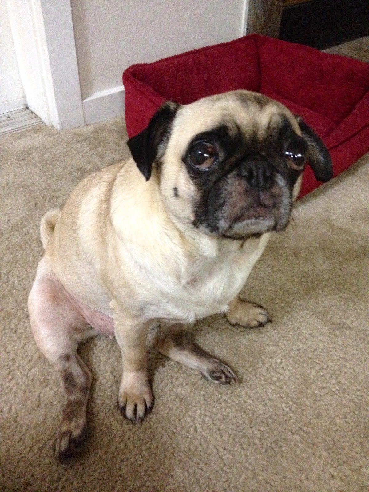 Beefy Pug: She Rolled Her Pug Butt In Some Sprinkly Dirt