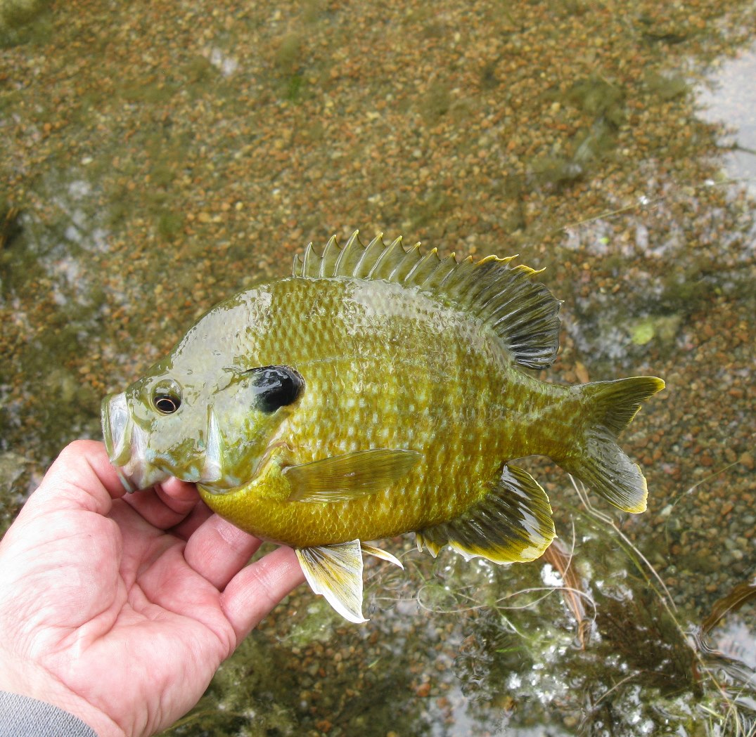 ColoradoCasters: Hello Panfish!
