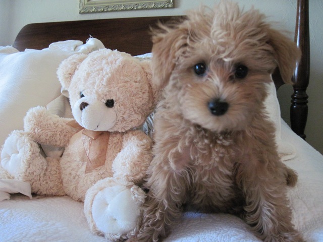 Growing Puppies - Virginia Schnoodle Breeder --Hypoallergenic Dogs ...