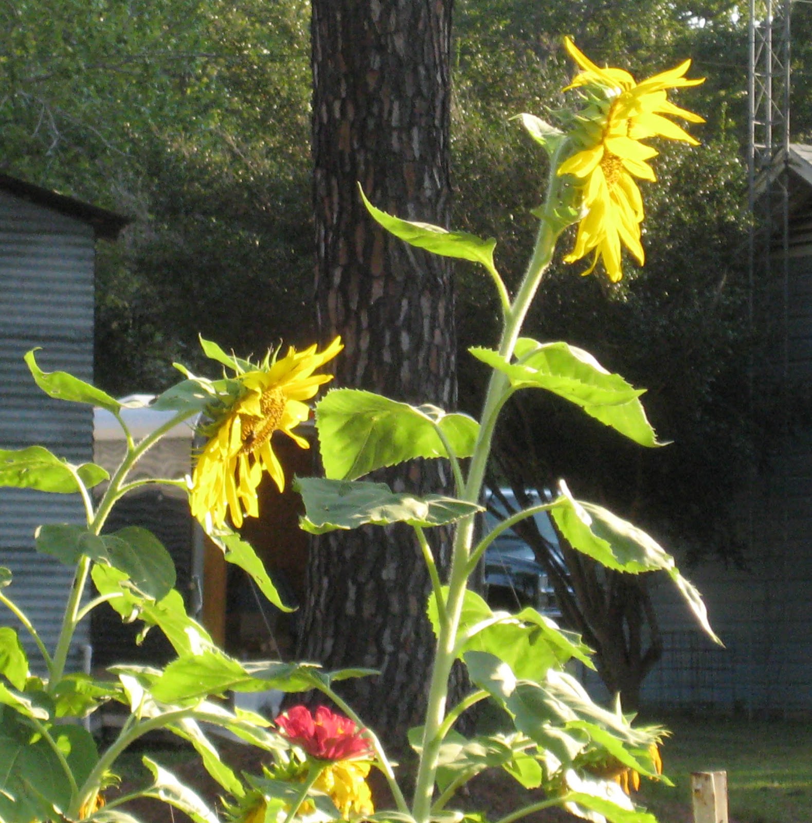 Garden Thymes: Sunny Sunflowers