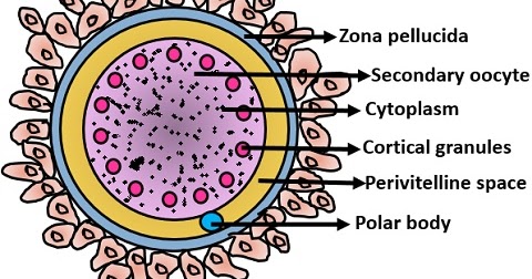 Structure & Function Of Secondary Oocyte