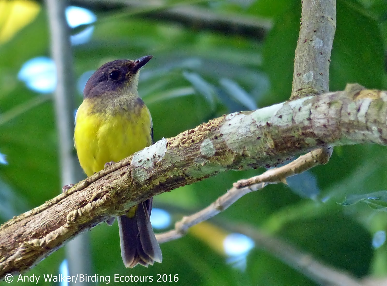 A.W.Birder: Always on the lookout for fine birds...: Samoan Birding