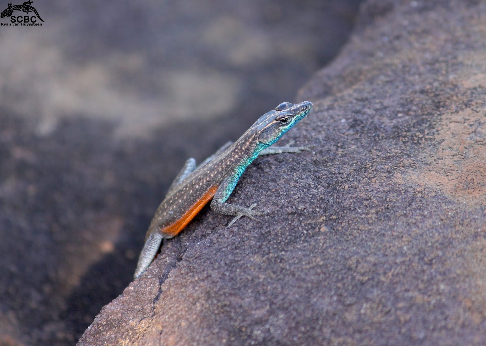 Soutpansberg Centre for Biodiversity and Conservation