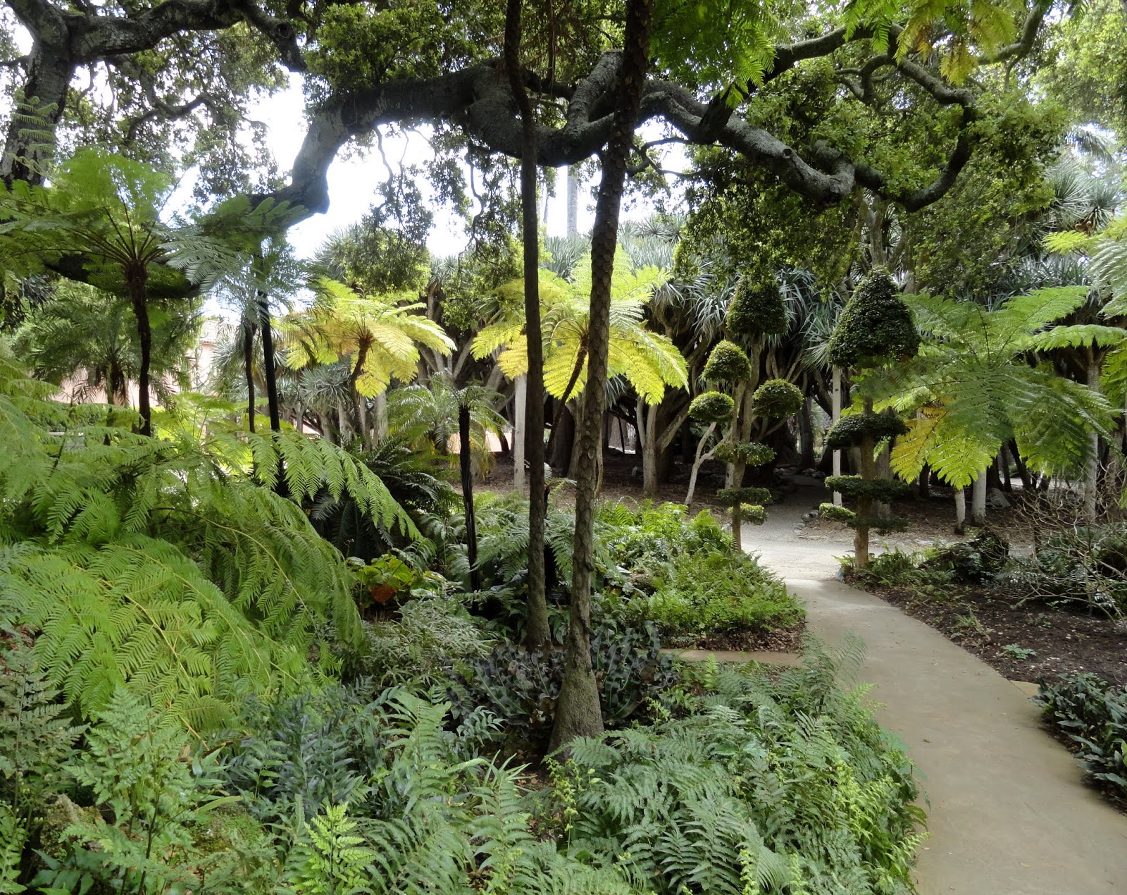 danger garden: The Fern Garden, at Lotusland