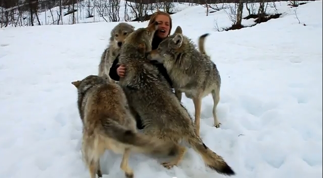 White Wolf : Pack Of Merry Wolves Greets An Old Friend With Kisses