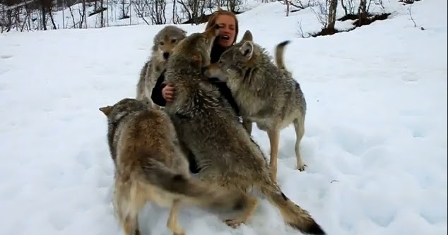 White Wolf : Pack Of Merry Wolves Greets An Old Friend With Kisses