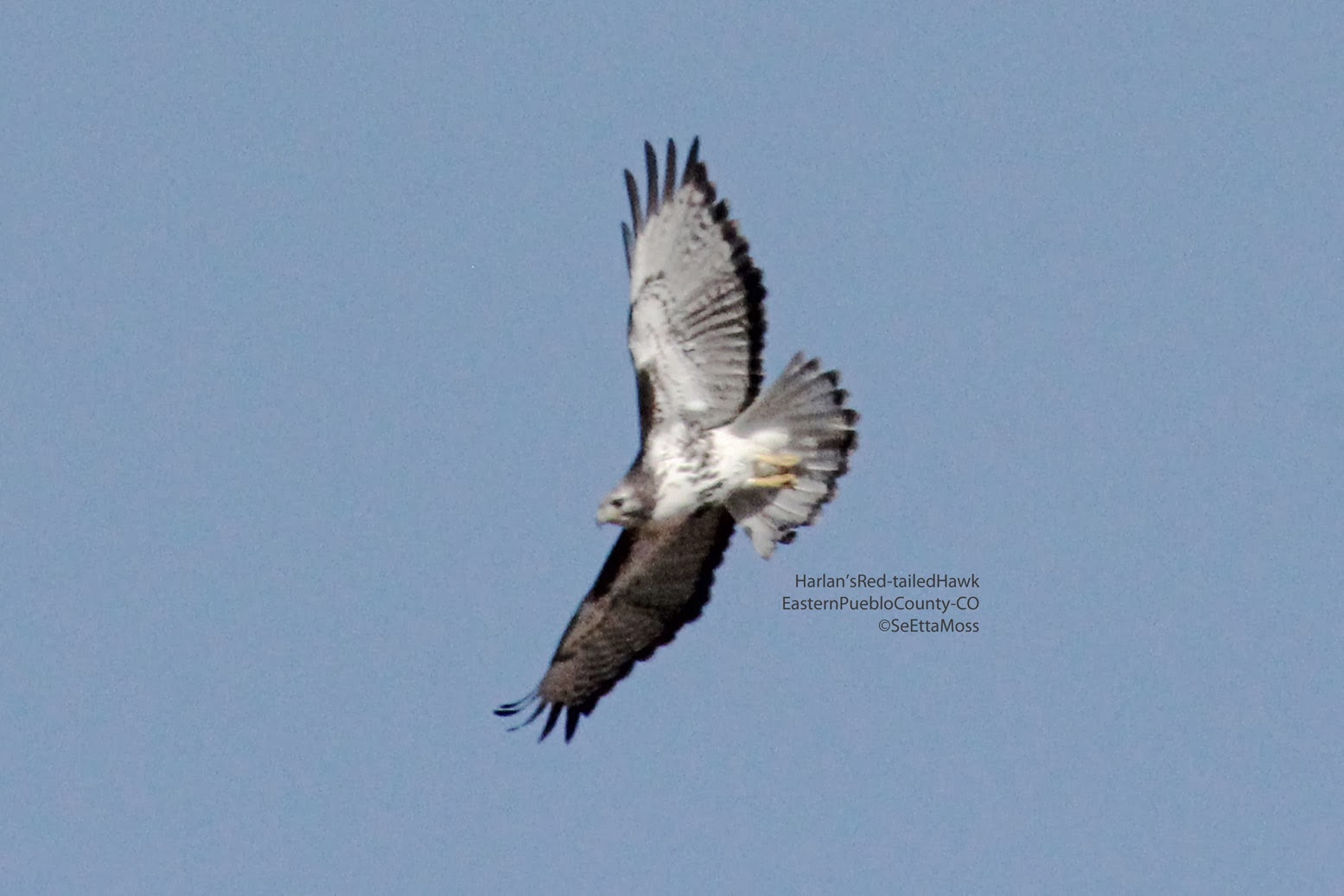 First Harlan's Red-tailed Hawk of the season