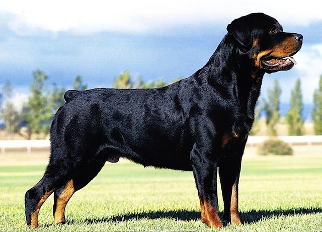 ** Mundo Pet Magazine **: Rotweiller