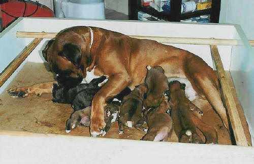 Todo sobre perros: Reproducción