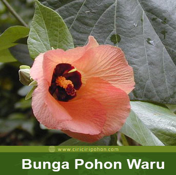 Bisa Menunjukkan Waktu, Ini Keunikan Bunga Pohon Waru - Ciriciripohon.com