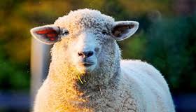 Voordierenblogger: 24 jaar na het gekloonde schaap Dolly is voor het ...