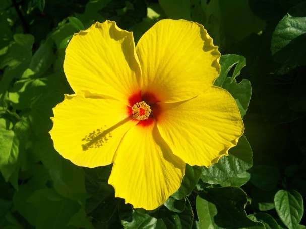 WINDOW OF KNOWLEDGE: MEDICINAL VALUE OF CHEMBARATHI FLOWER{ HIBISCUS ...