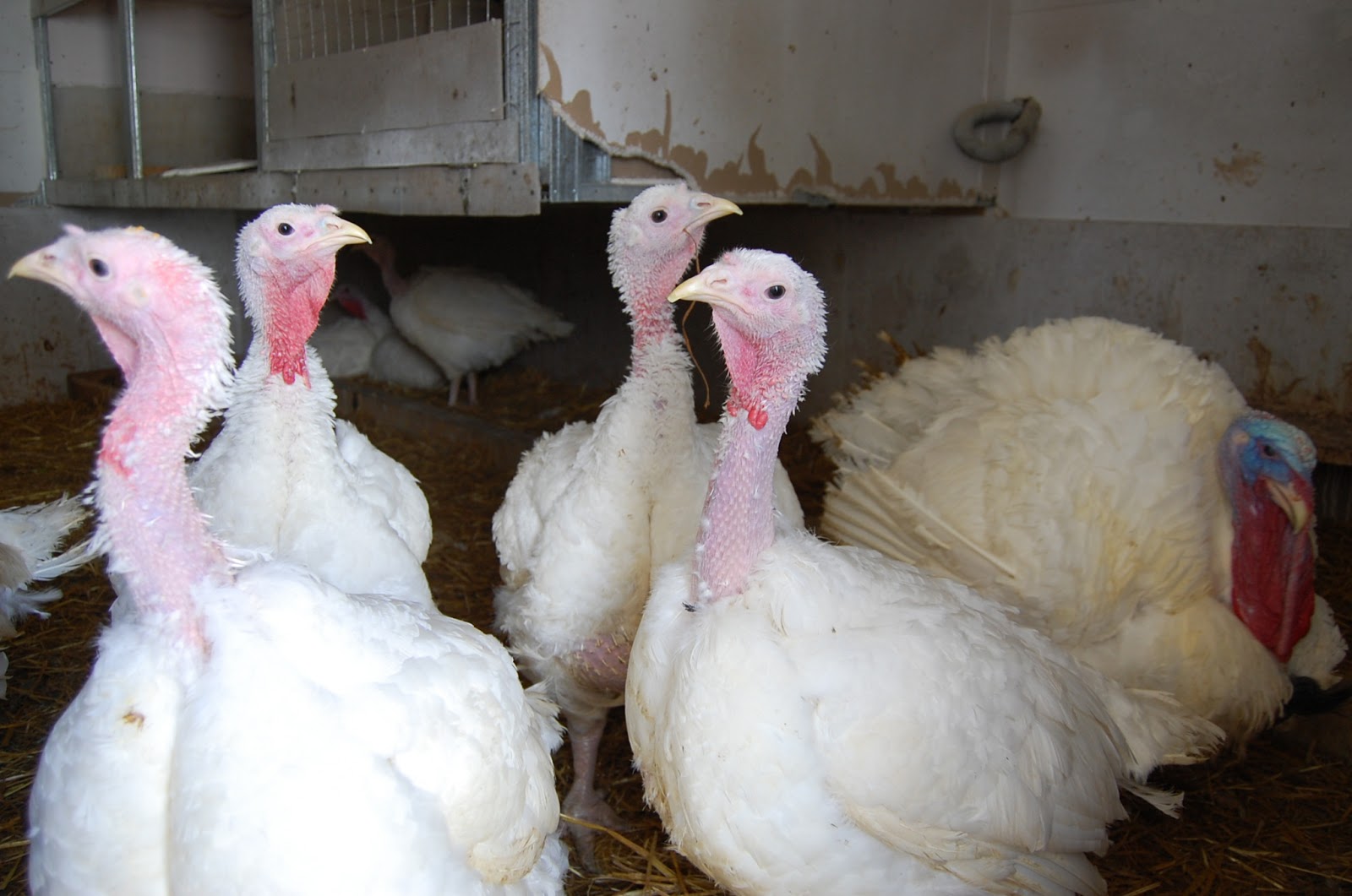 Miniferma de Curcani