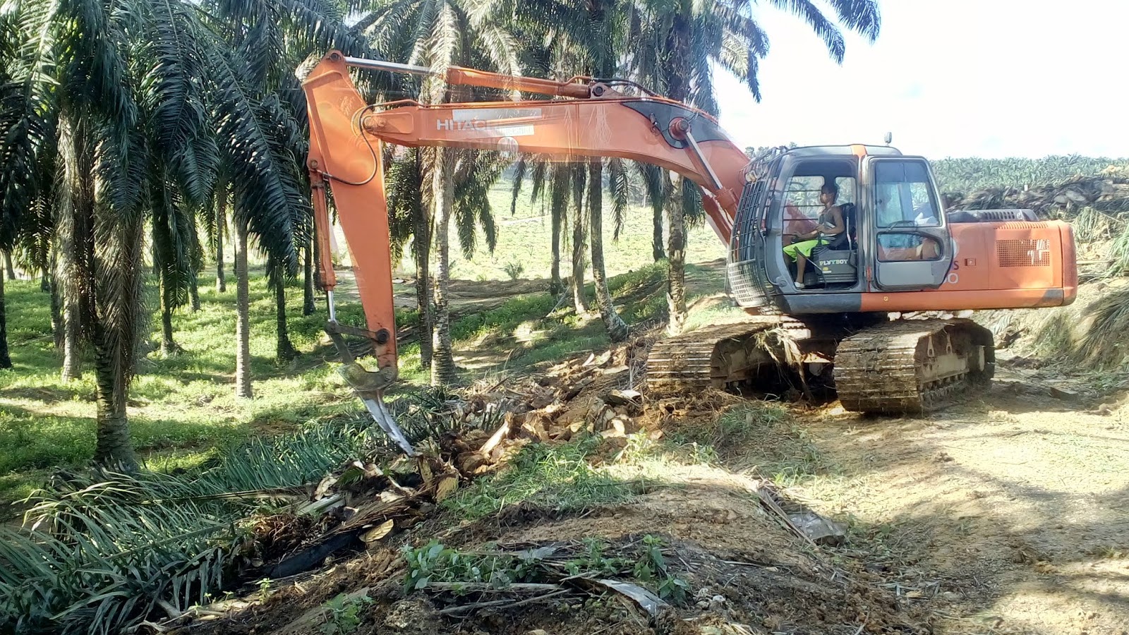 Cara Tebang dan Cincang Sawit