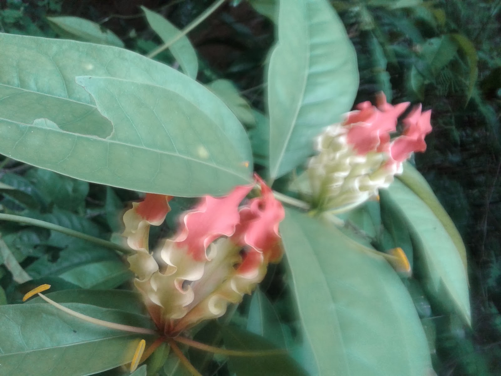 Photokalem - புகைப்படகளம்: Kandhal Malar - Kandhal Flower