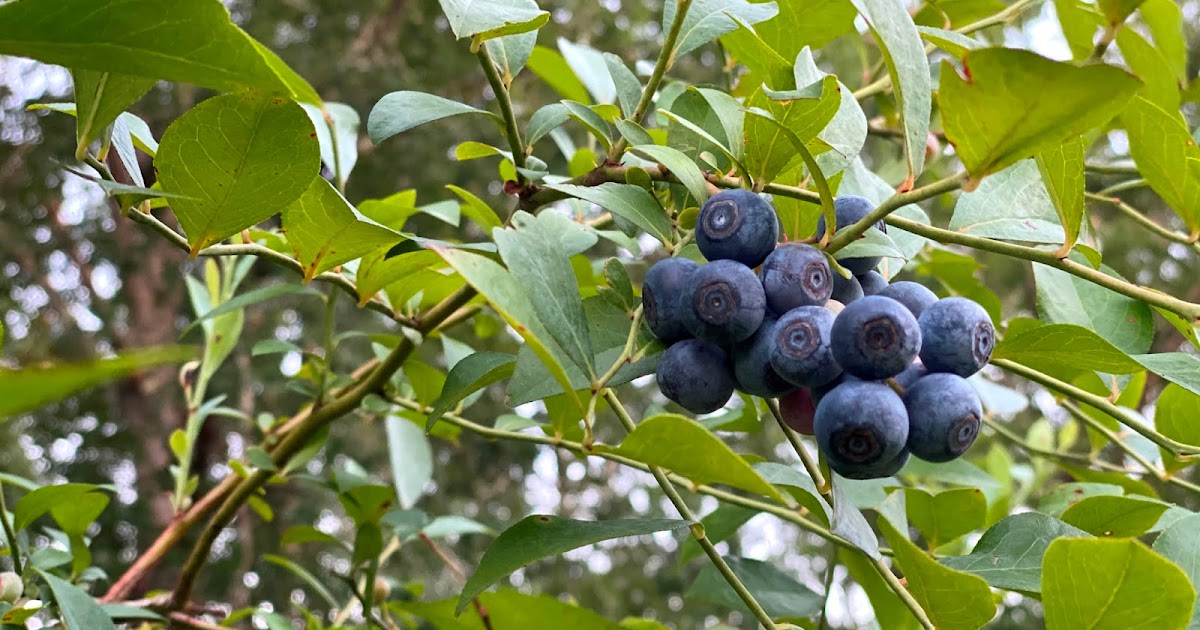 Quilted Blooms: In Bloom #15 + Blueberries