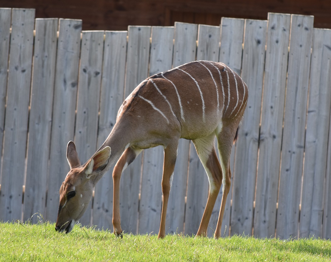 ZOOTOGRAFIANDO (6.100 ANIMALS): KUDÚ MENOR / LESSER KUDU (Tragelaphus ...