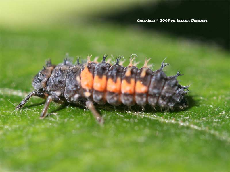 Temperate Climate Permaculture: Beneficial Insects: Ladybugs