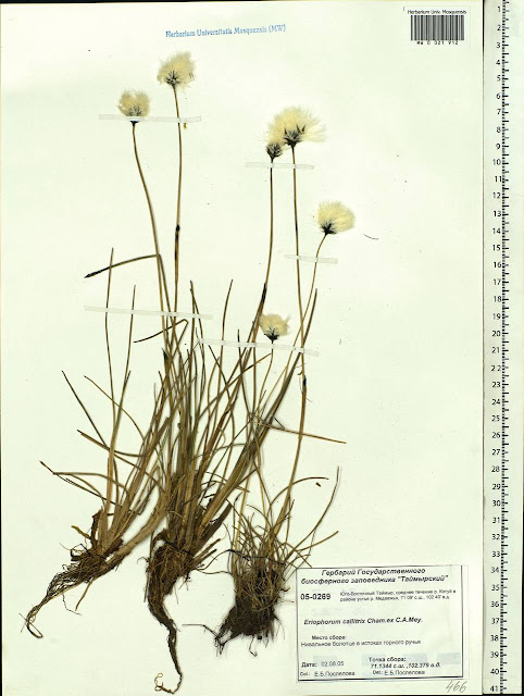 Всё о бегониях и не только...: Пушица / Белоголовица / Пухонос (Eriophorum)
