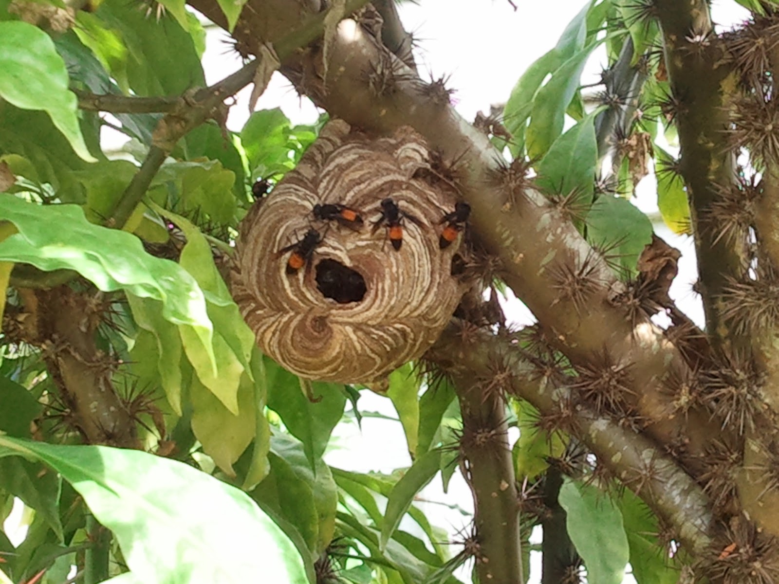 "Sarang Tebuan Tu Kat Depan Rumah Je..", Kanak-Kanak Maut Disengat ...
